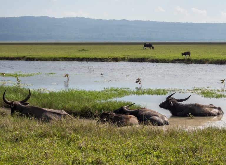 Explore Timor-Leste. Discover the Land of Enchantment | Aero Dili